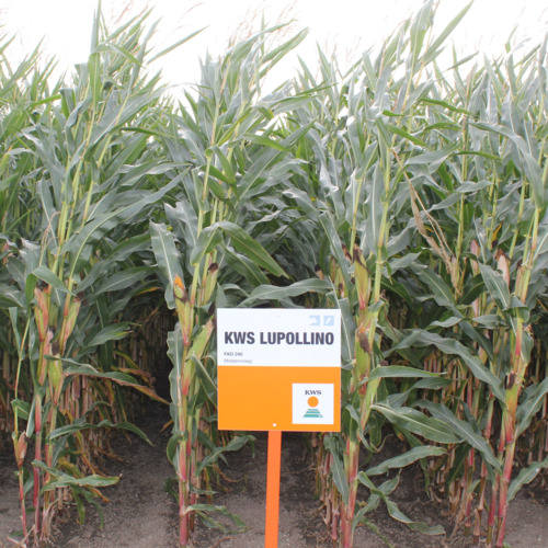 KWS LUPOLLINO Maïs ensilage mi-précoce (FAO 240) - KWS Benelux B.V.